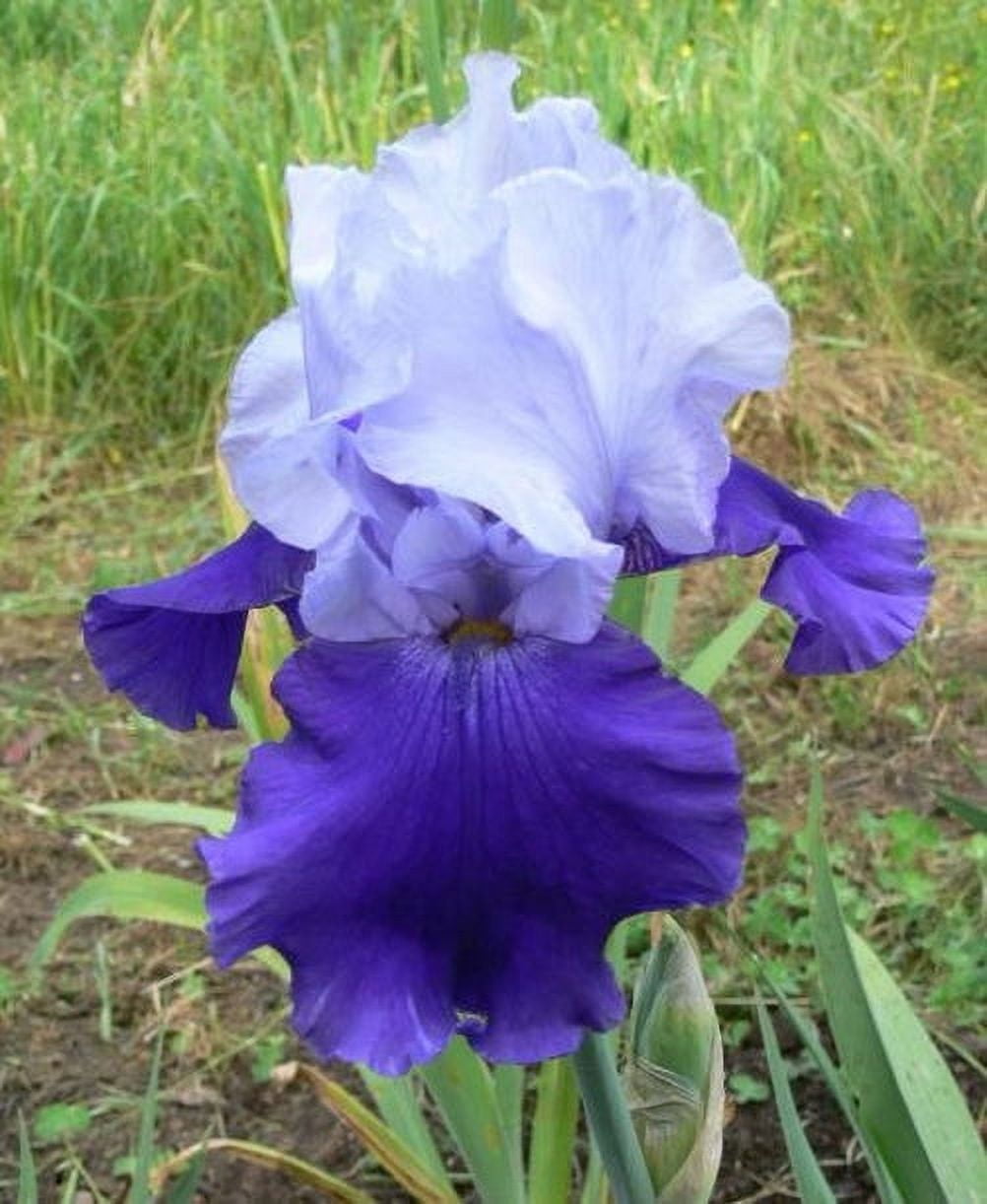 Blue Buddha Farm: Over Alaska Bearded Iris - Easy to Grow Outdoor ...