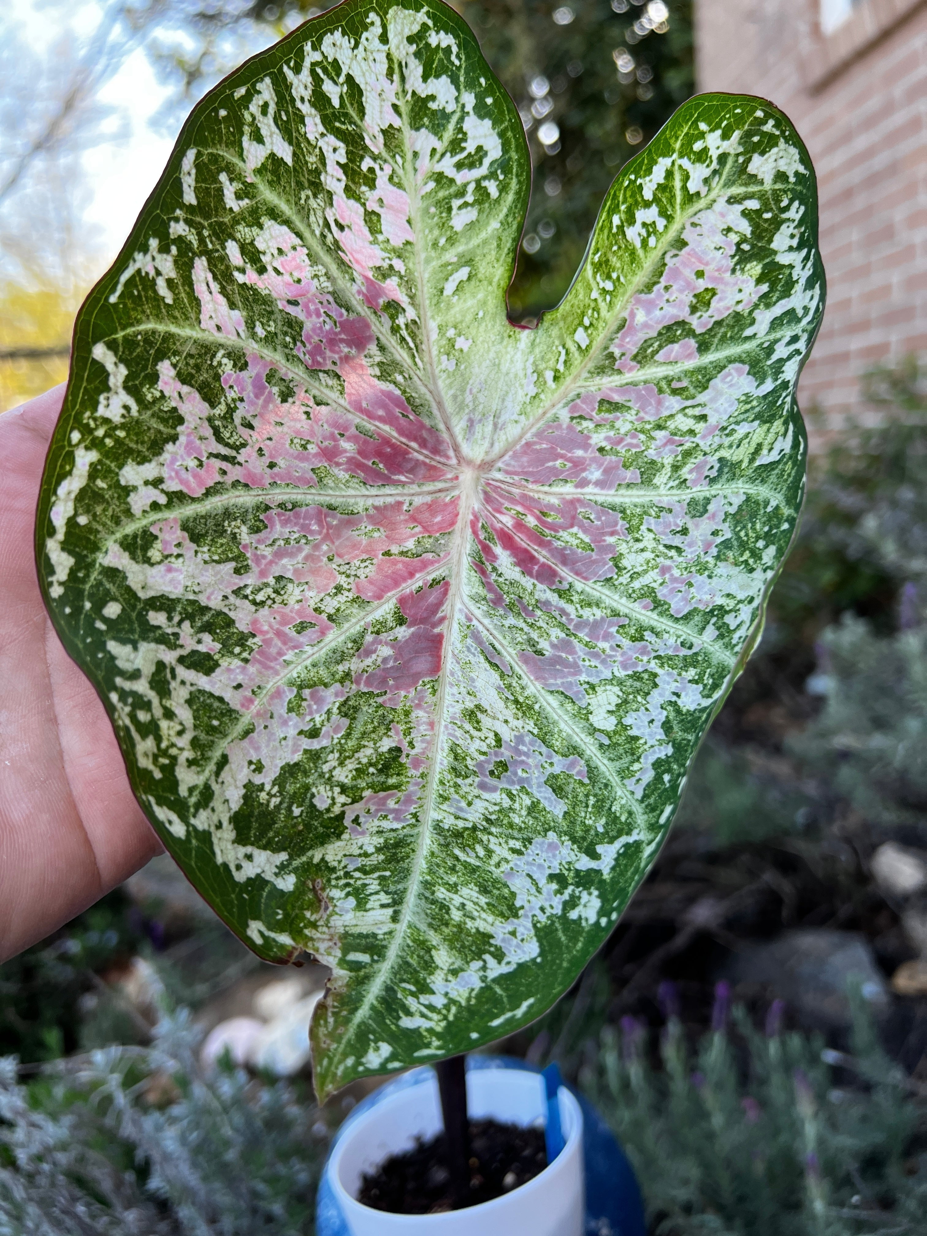 Blue Buddha Farm: Pink Cloud Caladium (2 Bulbs) - Easy to Grow Indoor ...