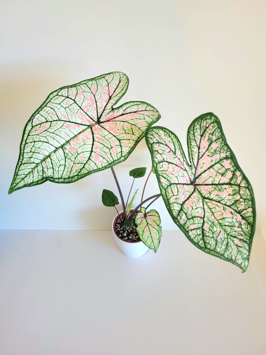Blue Buddha Farm: Pink Illusion Caladium (2 Blubs) - Easy to Grow ...
