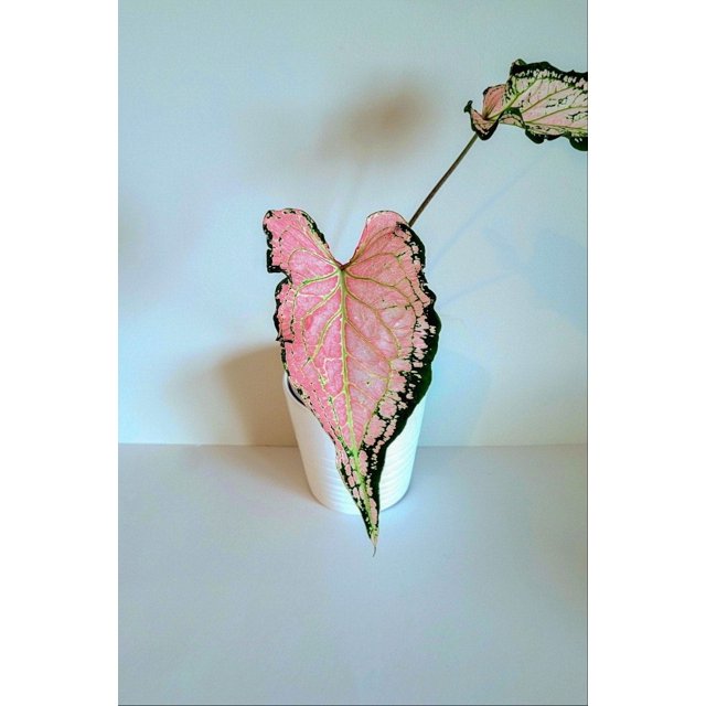 Blue Buddha Garden Center: 'Pink Symphony' Fall Caladium Bulbs (5-pack ...