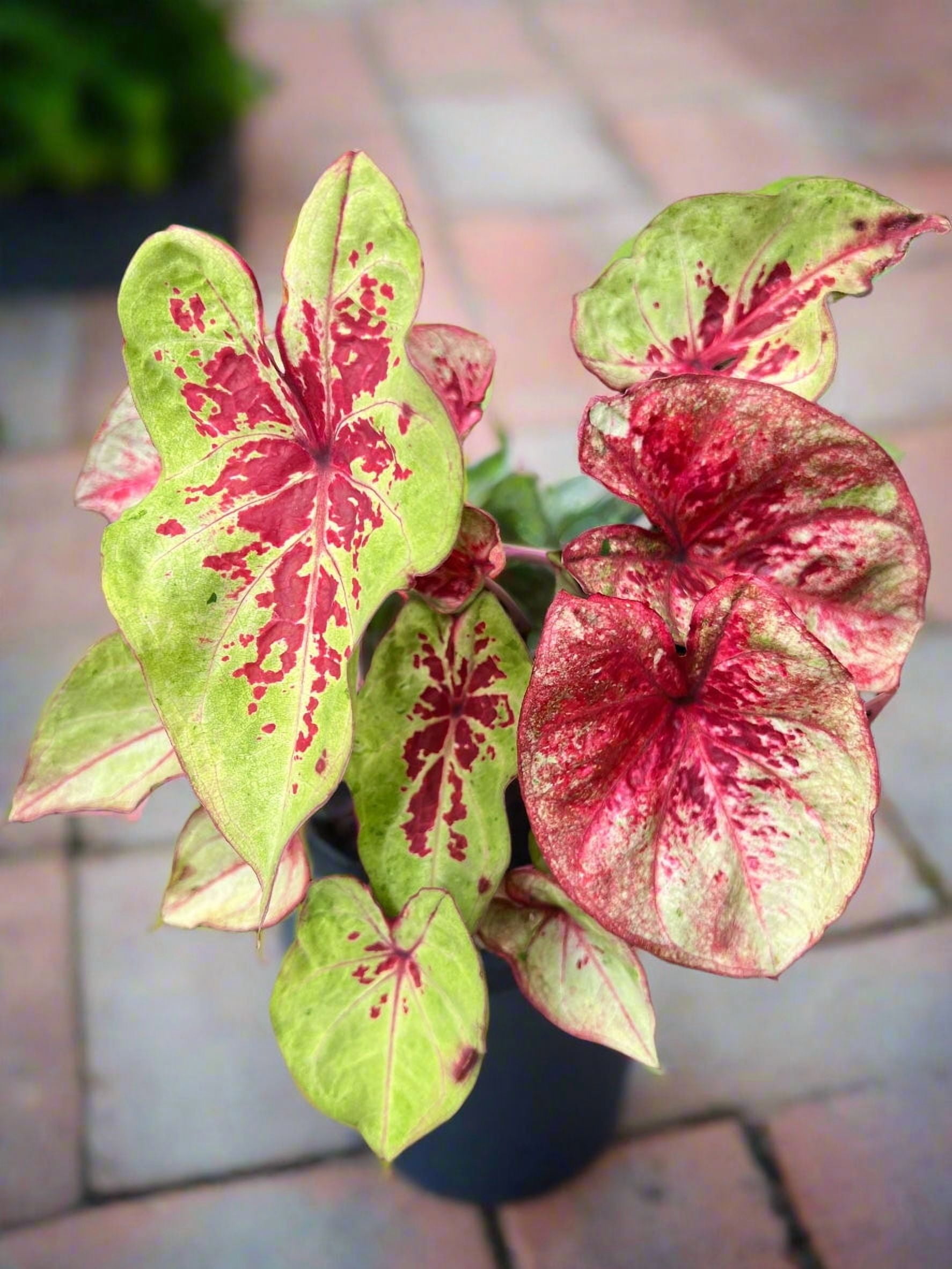 Raspberry Moon Caladium Bulbs (Set of 2) – Bold Raspberry Pink & Green ...