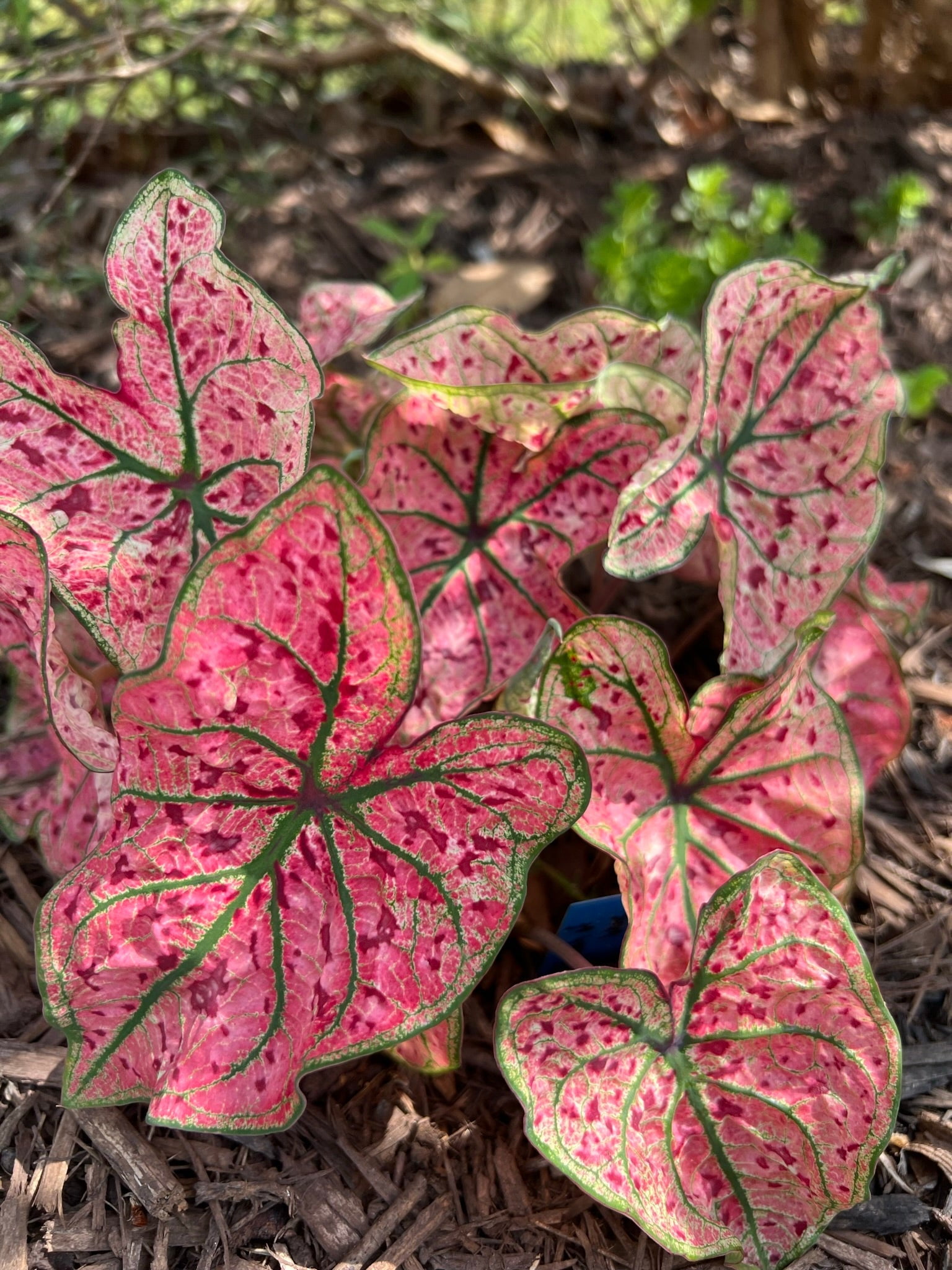 Blue Buddha Farm: Splash of Wine Caladium (2 Bulbs) - Easy to Grow ...