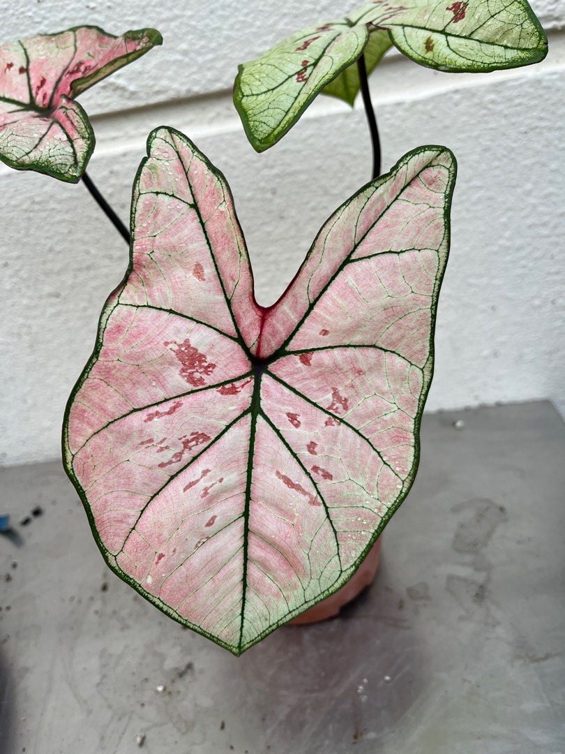 Blue Buddha Farm: Strawberry Star Caladium (2 Bulbs) ** Preorder ...