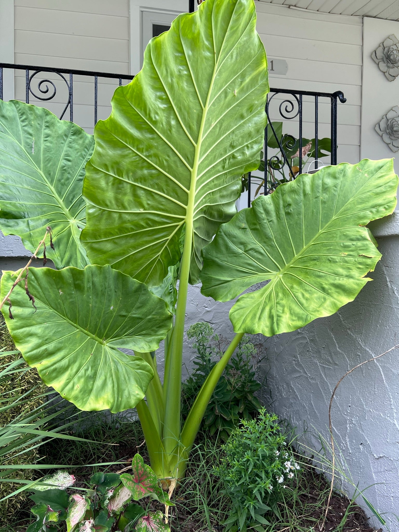 Blue Buddha Farm - Walmart.com