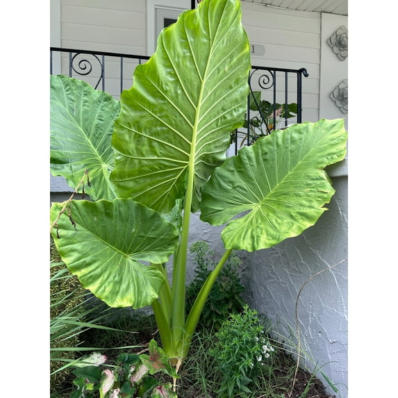 Blue Buddha Farm: Giant Alocasia Odora Elephant Ear Bulb - Easy to Grow ...