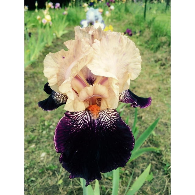 Blue Buddha Farm: Wench Bearded Iris - Easy to Grow Outdoor Perennial ...