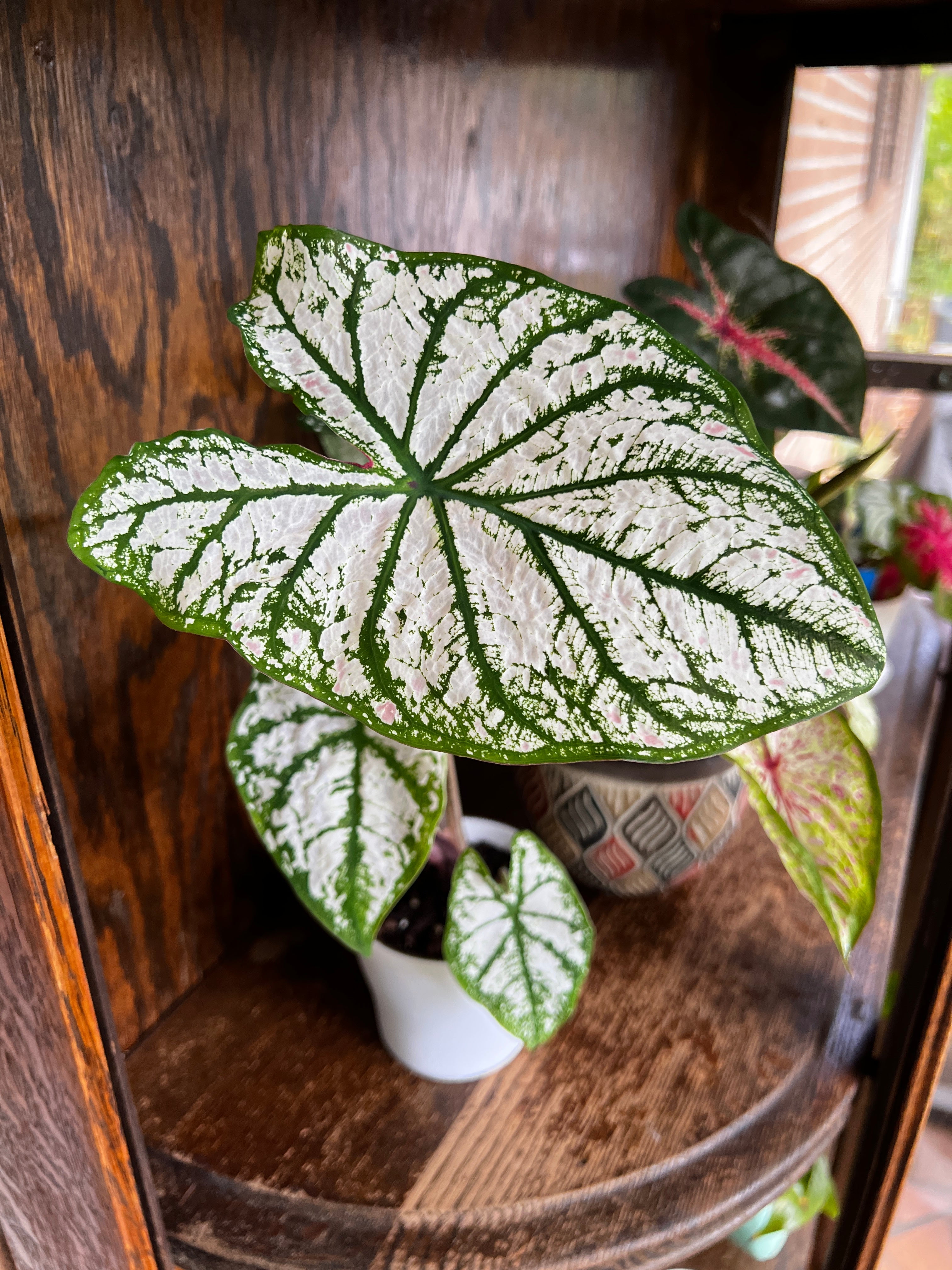 Blue Buddha Farm: White Christmas Caladium (2 Bulbs) - Easy to Grow ...