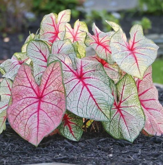 Blue Buddha Farm: White Queen Caladium (2 Bulbs) - Easy to Grow Indoor ...