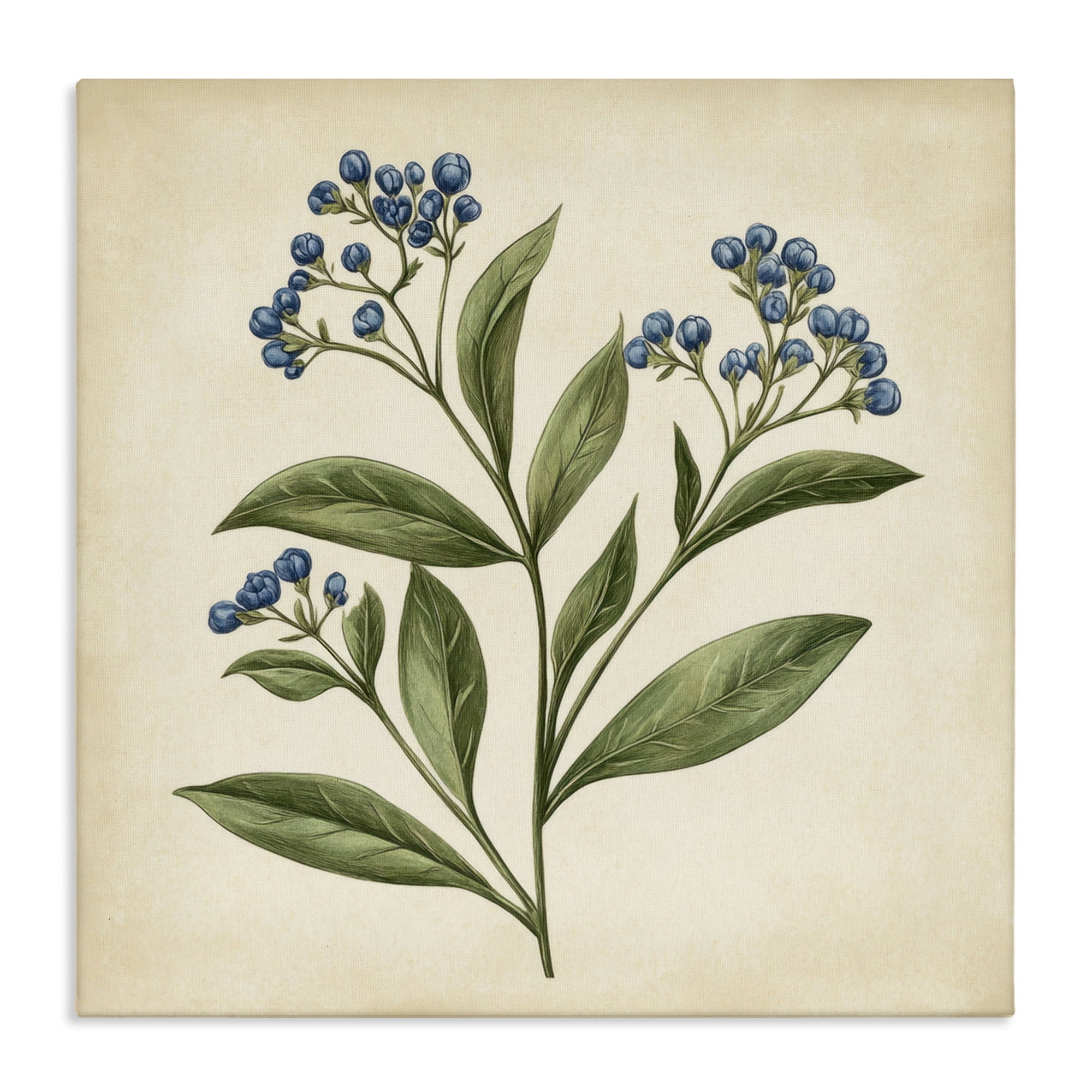 Stupell Industries Blue Buds Botanical Illustration Canvas Wall Art ...