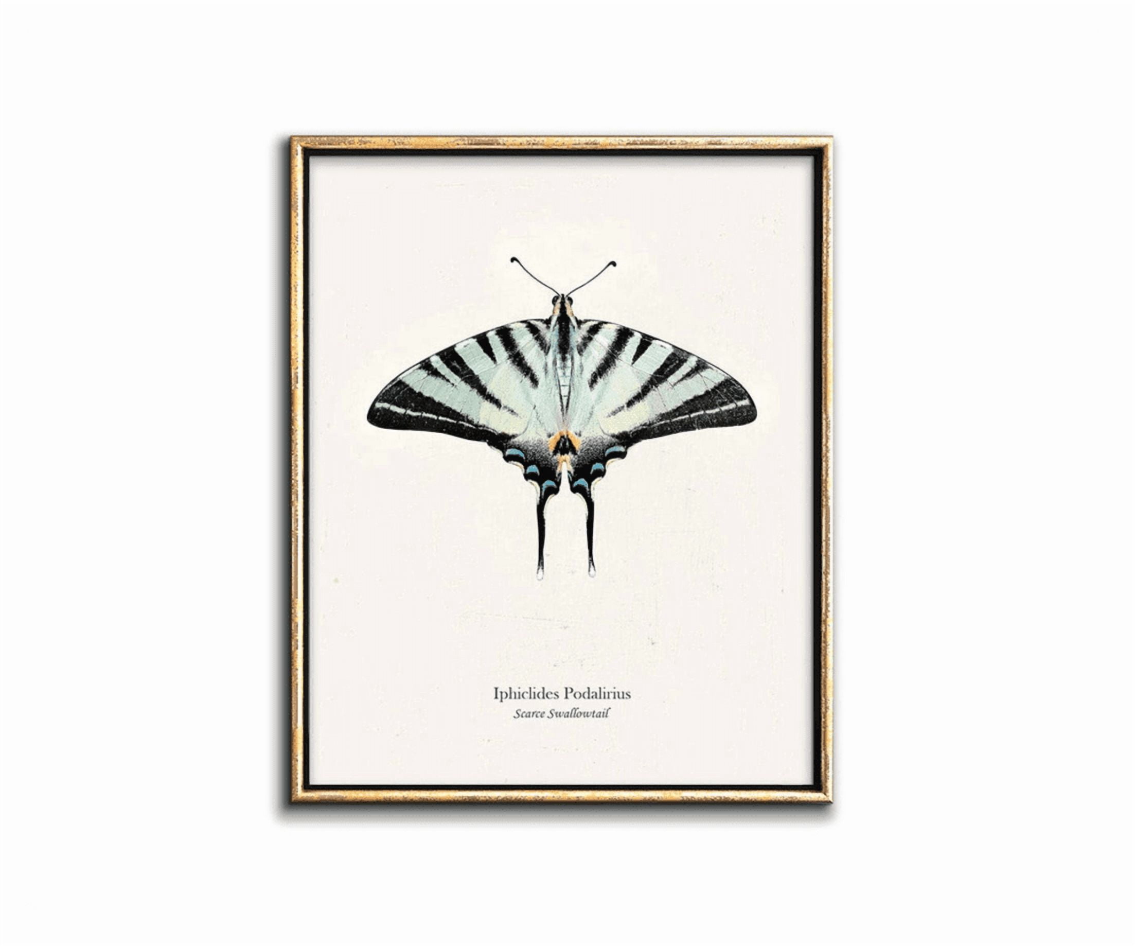 Blue Butterfly Print Art Swallowtail Butterflys Room Decor Wall Art ...