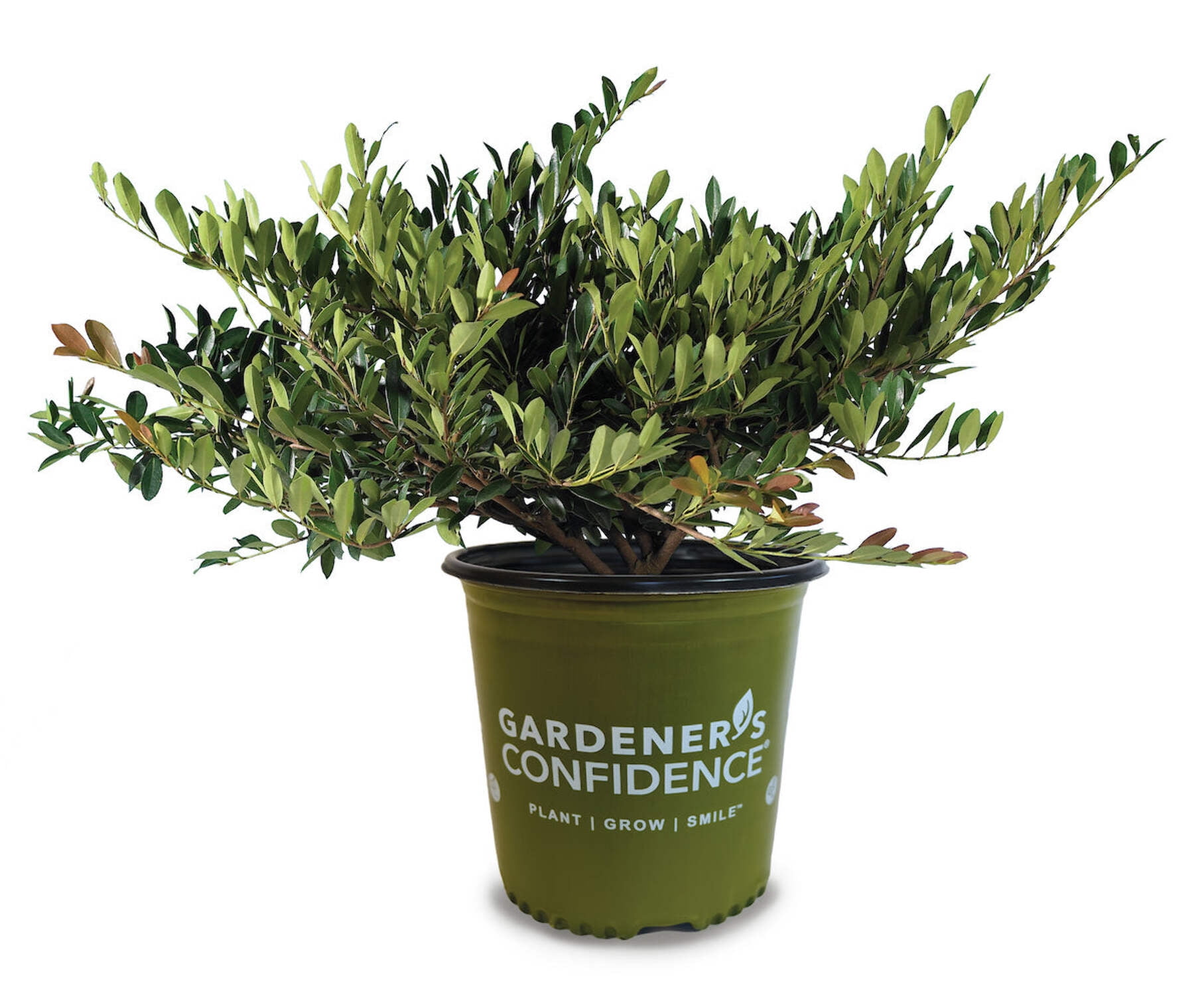Blue Cascade® Evergreen Distylium - 3 Gallon Pot - Walmart.com