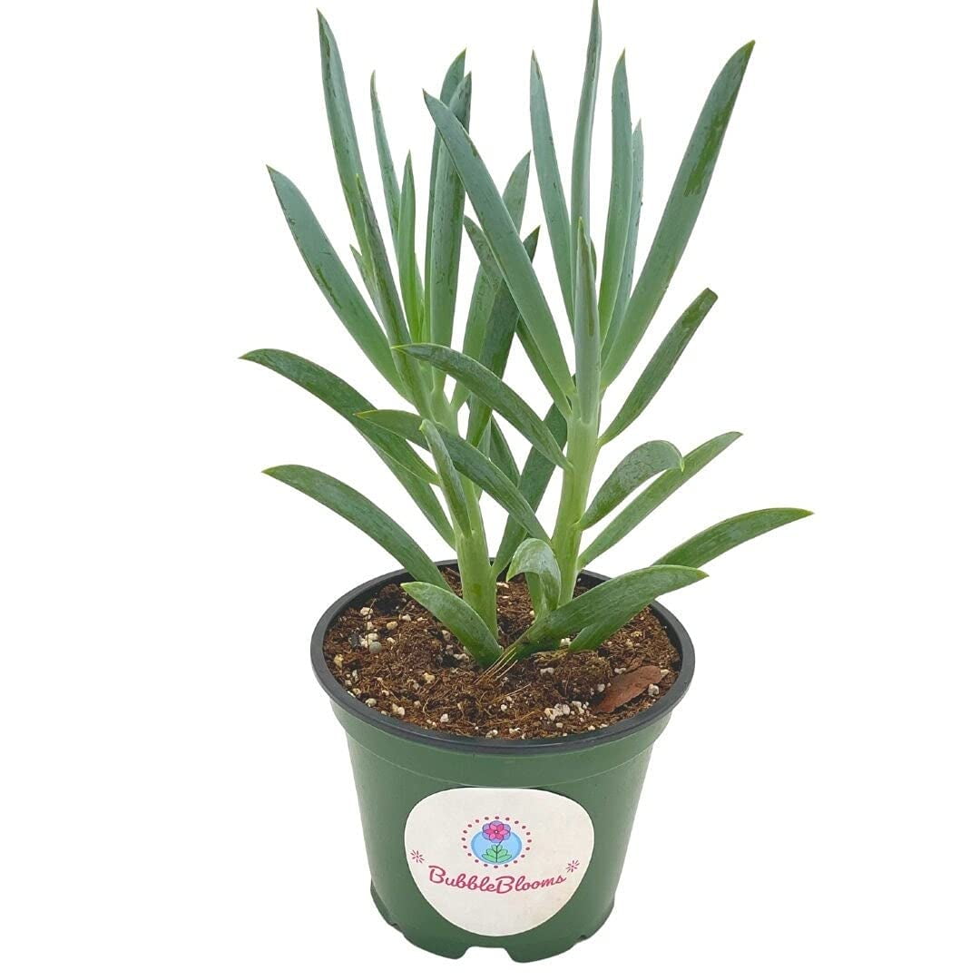 Blue Chalk Sticks/Senecio Serpens/Curio repens/Blue Chalksticks Plant ...