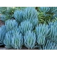 CZ Grain 10 Blue Chalksticks Succulent Seeds - Walmart.com