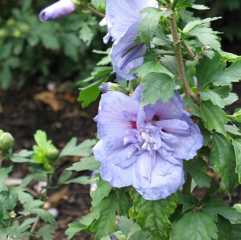 Blue Chiffon Rose of Sharon Hibiscus- Vibrant Blue Flowers, Ornamental ...