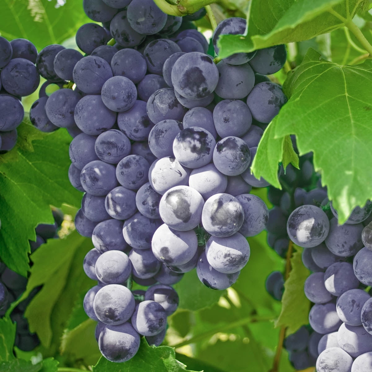 Blue Concord Grape Vine, Deciduous Fruit Bearing Plant, grown in a 2 ...