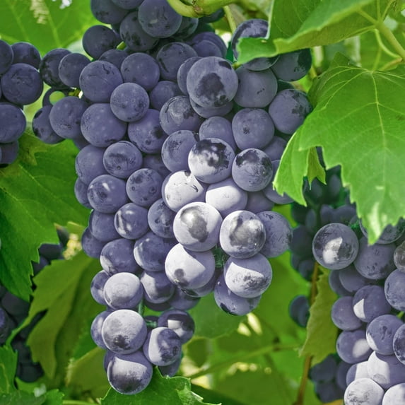 Blue Concord Grape Vine, Deciduous Fruit Bearing Plant, grown in a 2 ...