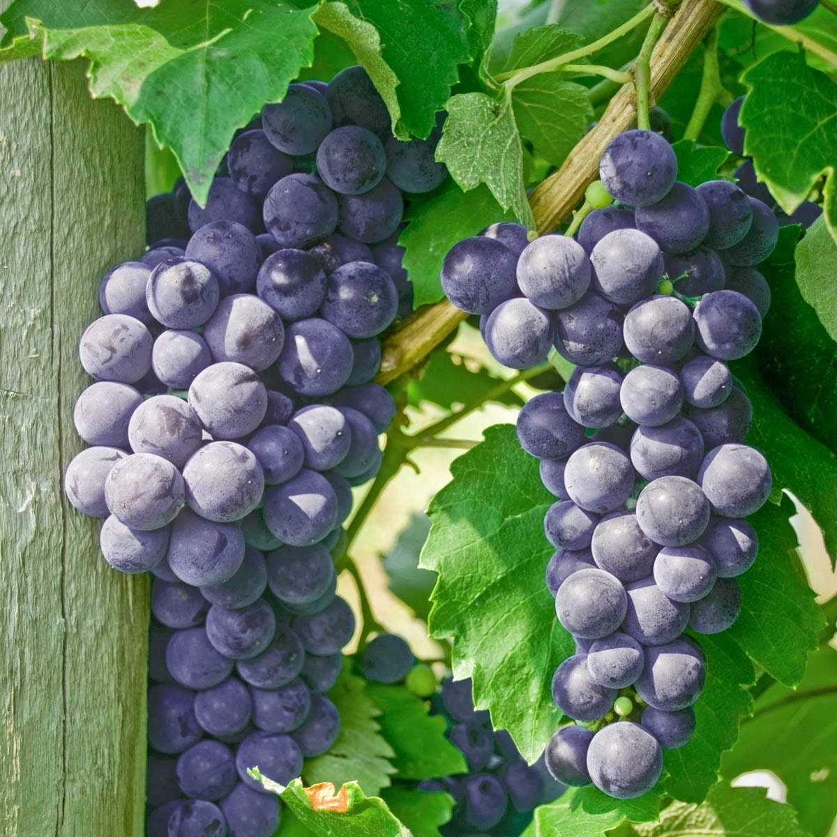 Direct Gardening Concord Grape Vine 1 gallon potted fruiting plant ...