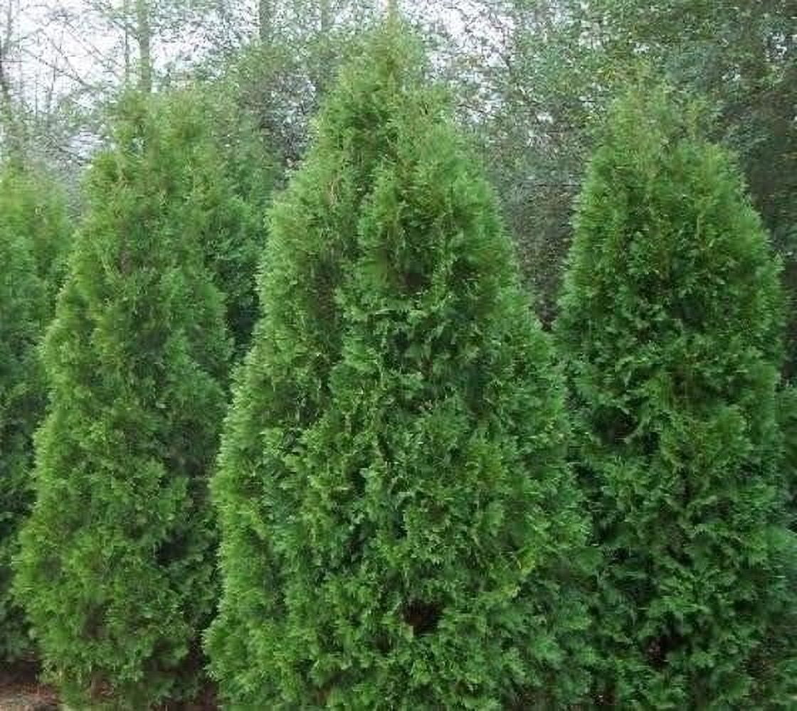 Blue Cone Arborvitae 10 Live Quart Size Plants Vibrant Blue-Green ...