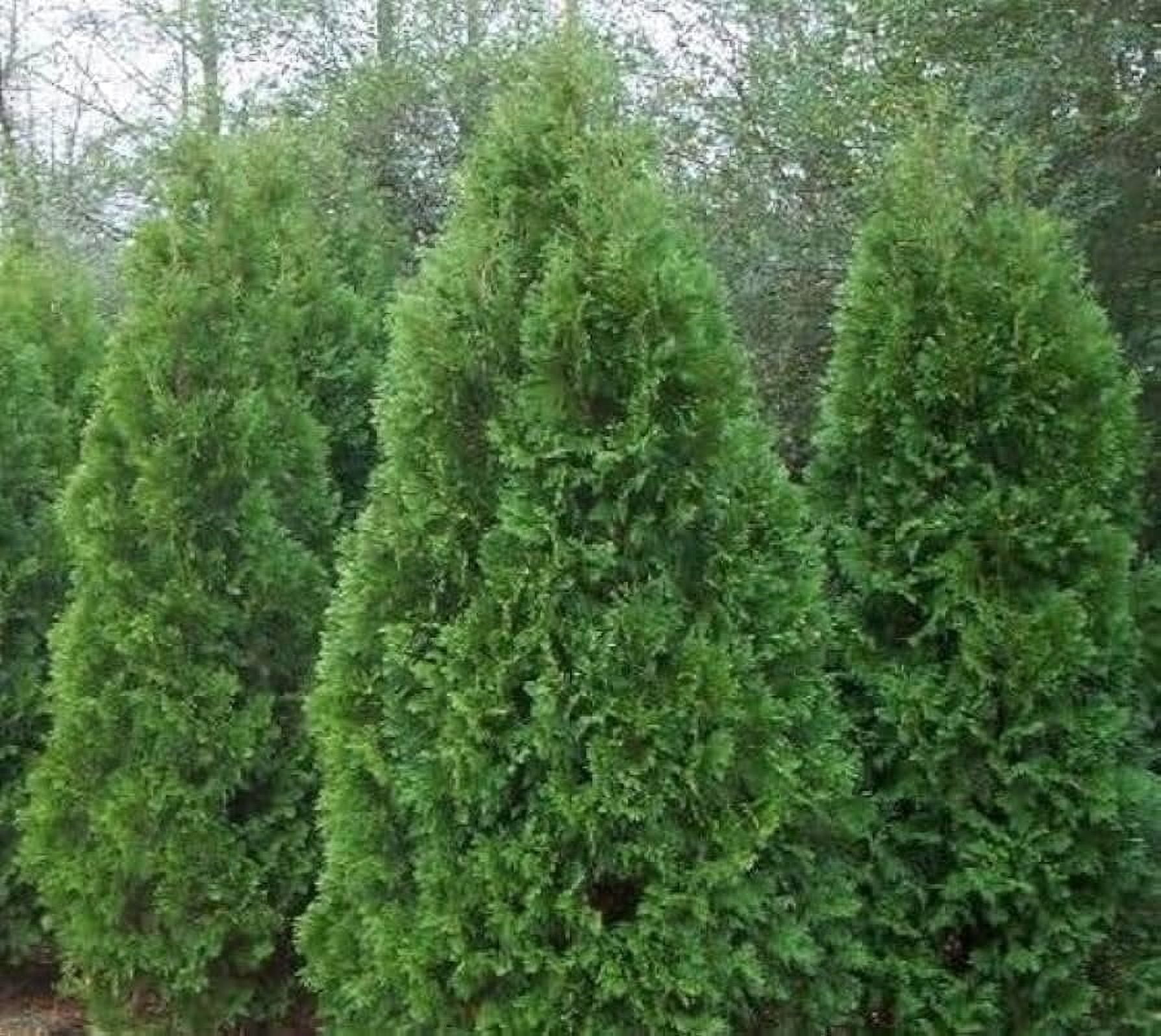Blue Cone Arborvitae 2 Extra Large 3 Gallon Plants Elegant & Hardy ...