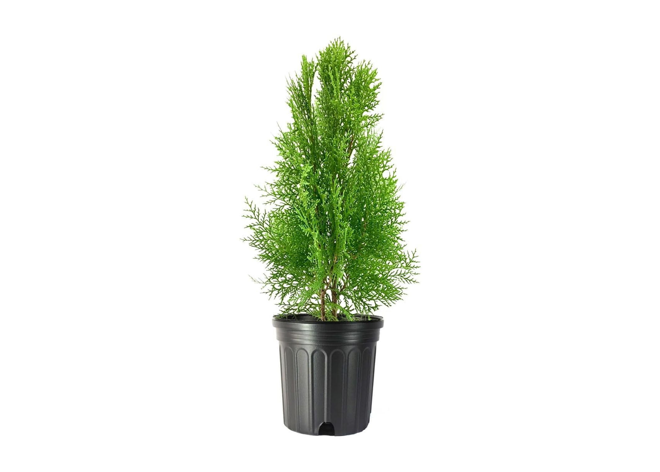 Blue Cone Arborvitae 3 Live Gallon Size Plants Vibrant Blue-Green ...