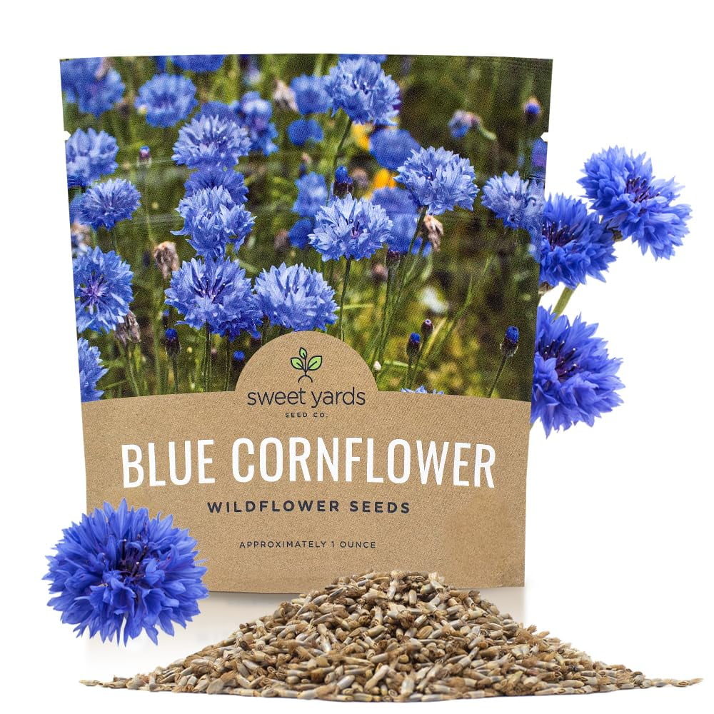 Blue Cornflower Seeds - Bachelor Buttons - Extra Large Packet - Over ...