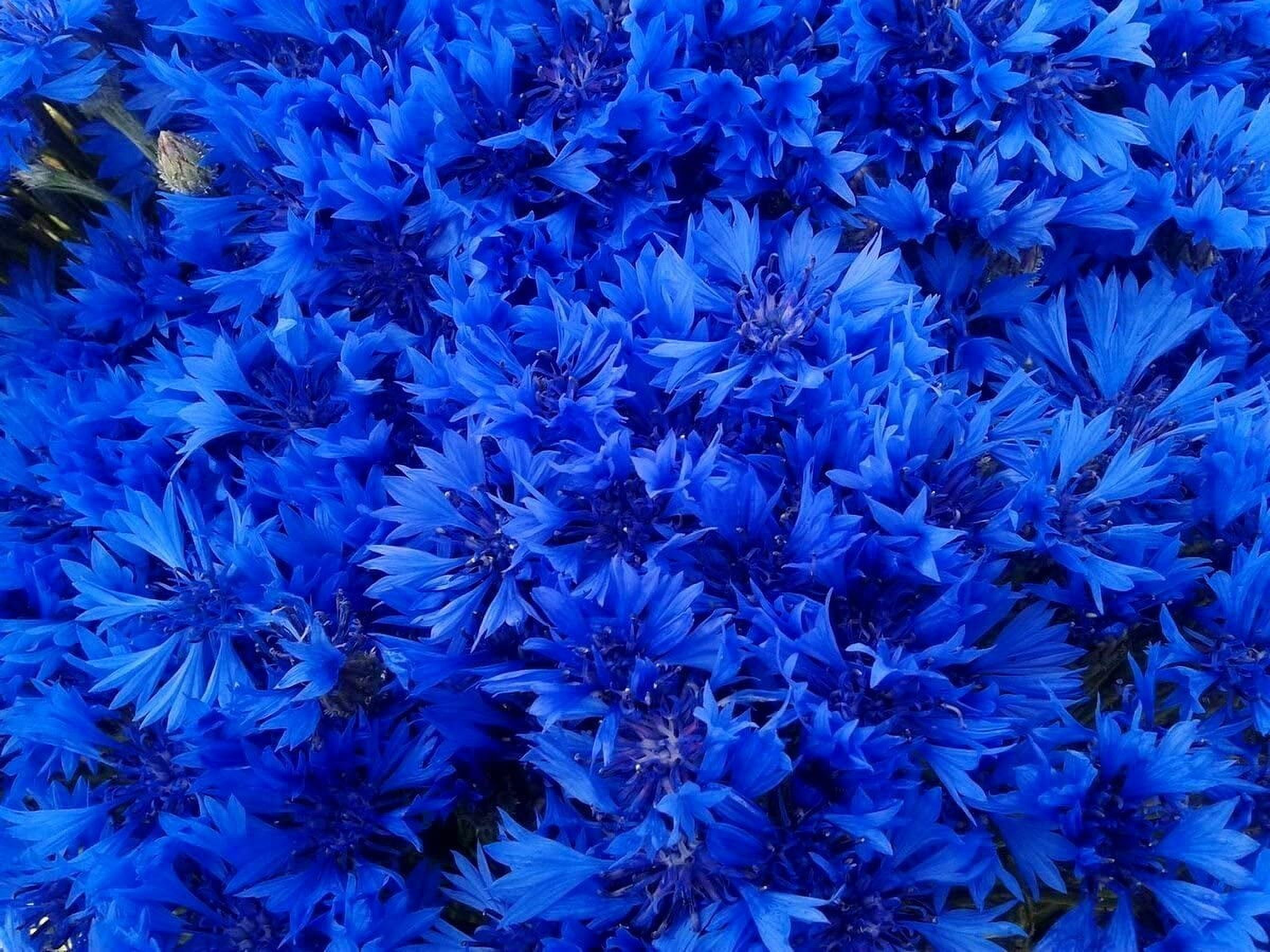 Blue Cornflower Seeds Bachelor’s Buttons Centaurea BSL1 Cyanus Flower ...