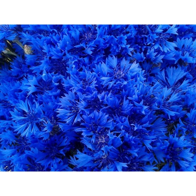 Blue Cornflower Seeds Bachelor’s Buttons Centaurea BSL1 Cyanus Flower ...