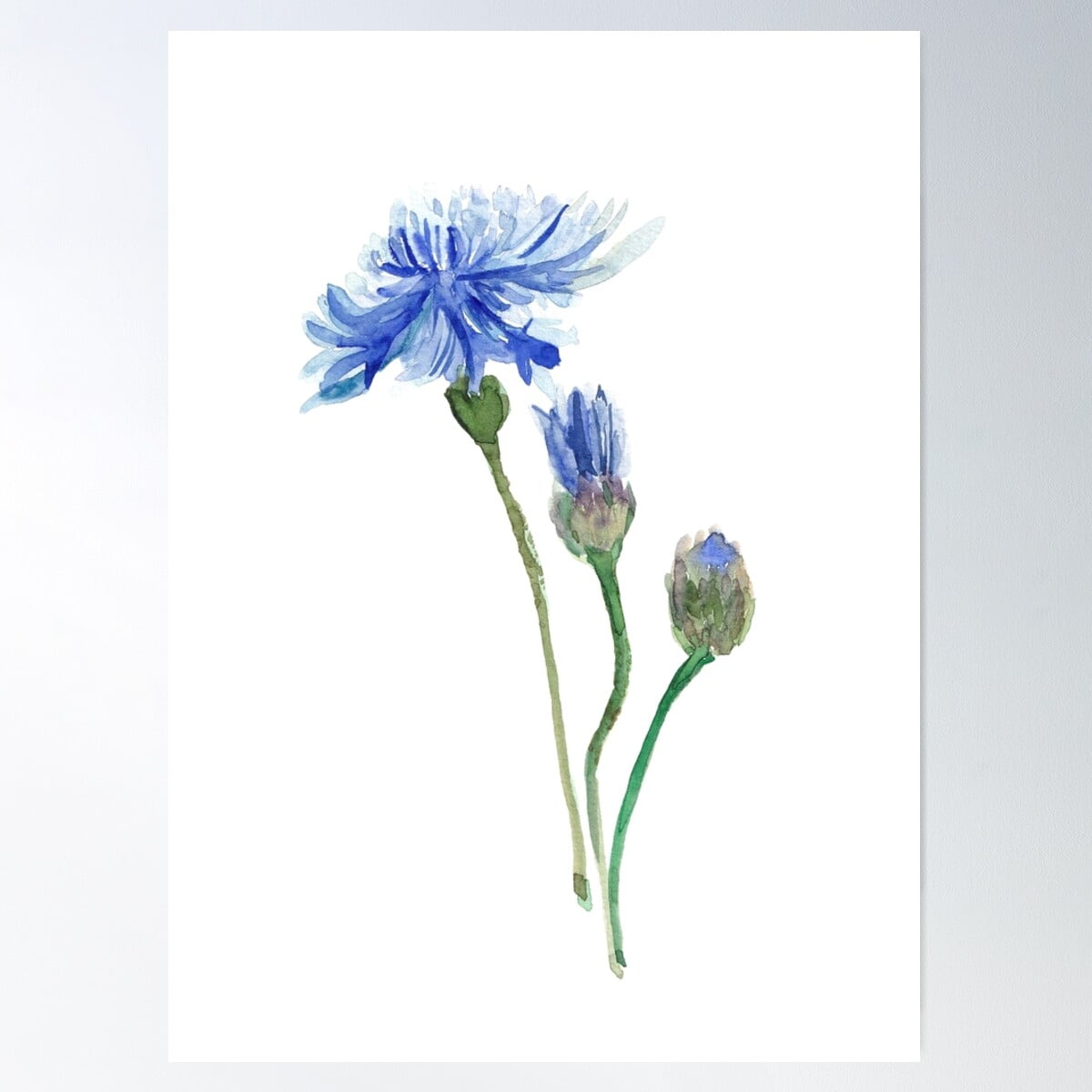 Blue Cornflower Watercolor Poster Wall Art, Modern Wall Decor For ...
