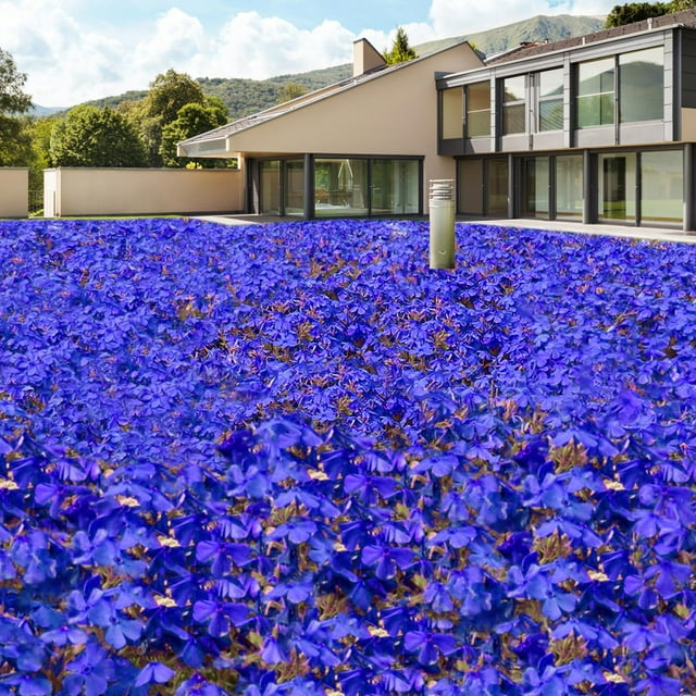 Blue Creeping Phlox Mat Seeds for MTN1 Lawn, 2000 Perennial Flower ...