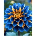 Blue Dahlia for Planting-(Non-Artificial)-Easy to Grow & Quick Stunning ...