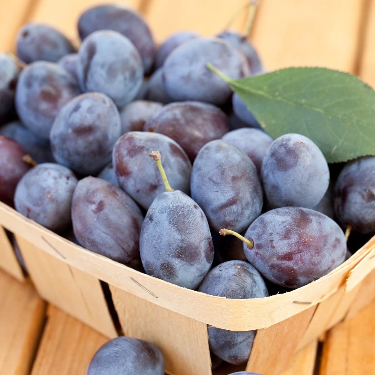 Blue Damson Plum Standard Dormant Bare Root Starter Fruit Tree (1-Pack ...