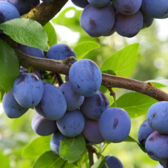 Blue Damson Plum Tree Live Fruit Tree – 3 Gallon - Walmart.com