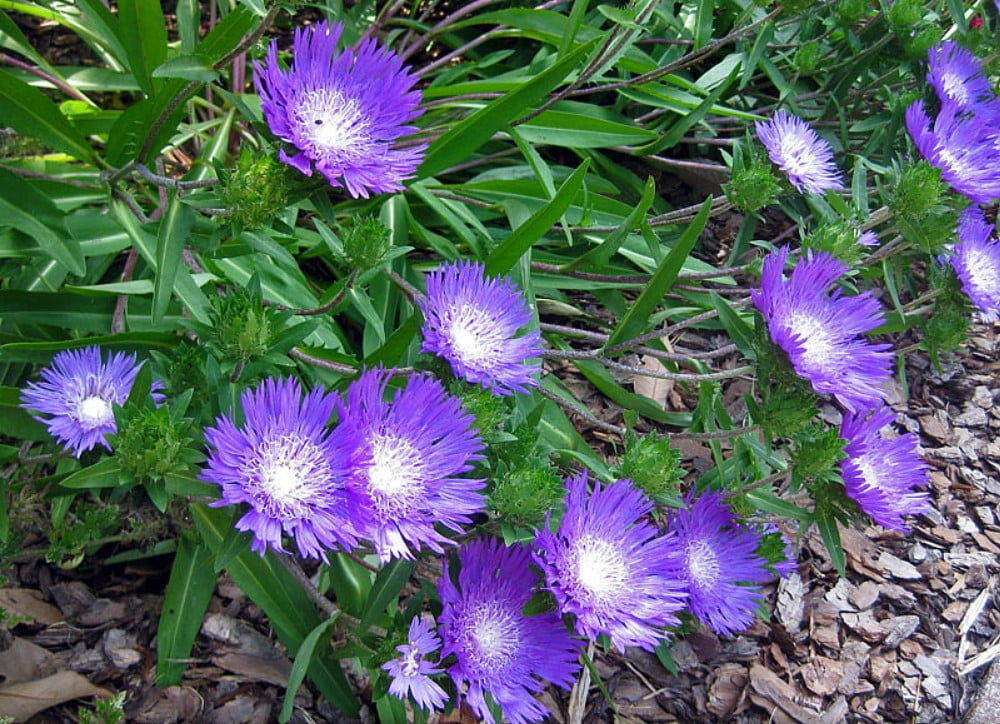 Blue Danube Stokes Aster - Stokesia laevis - Quart Pot - Walmart.com