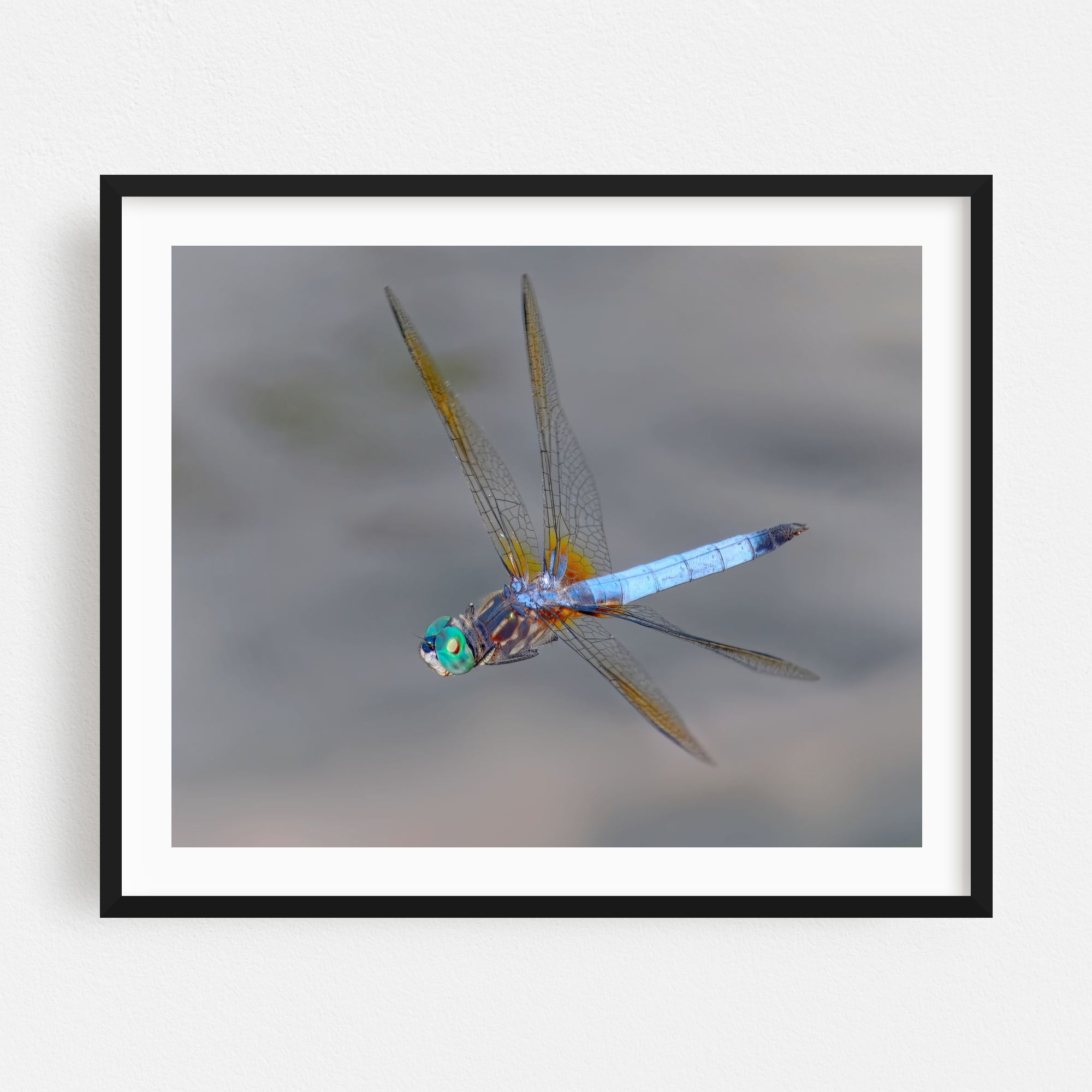 Blue Dasher (Pachydiplax longipennis) In Flight - Photography Dragonfly ...