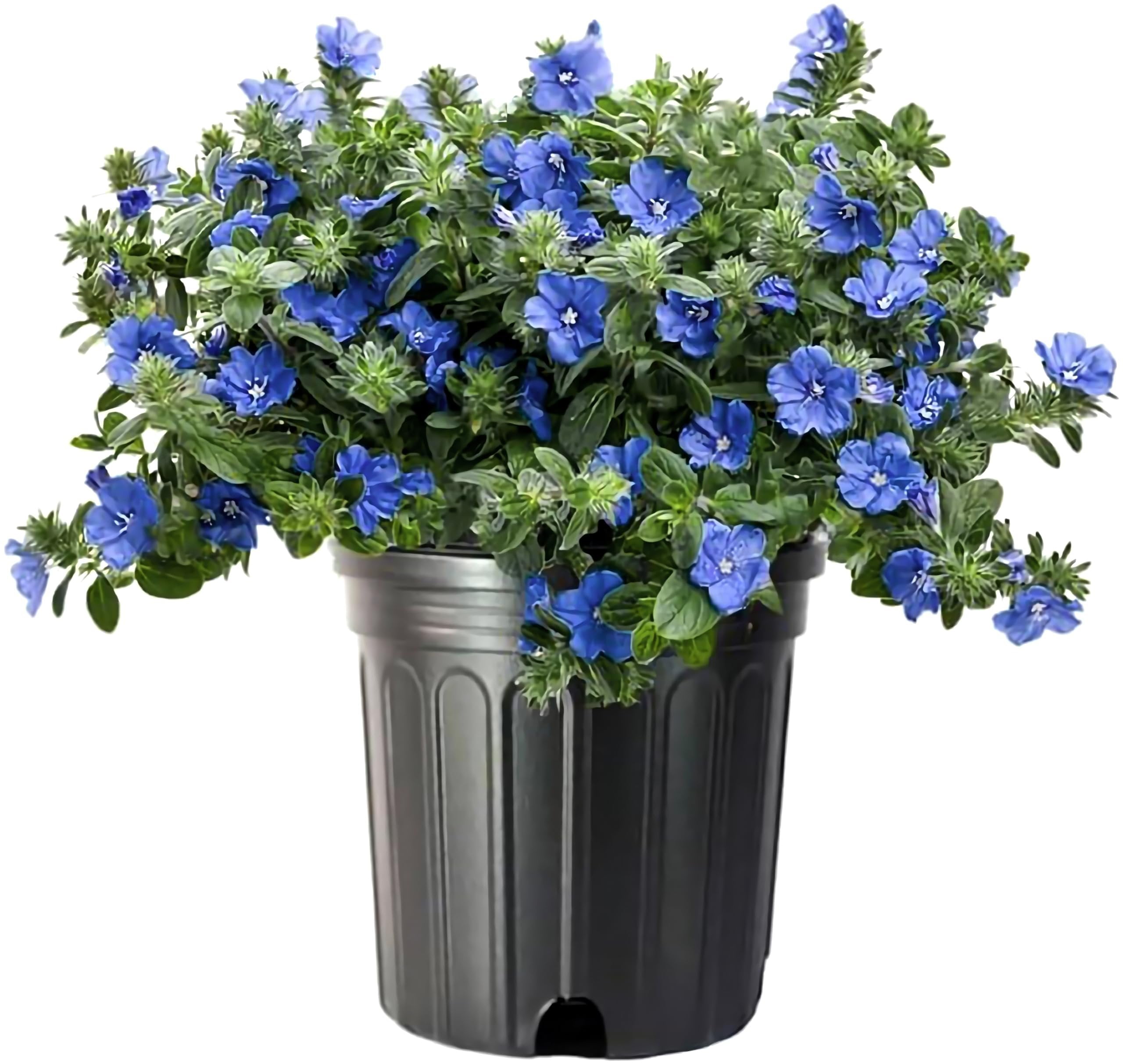 Florida Foliage Blue Daze Plant, Large Gallon Size, Drought Tolerant ...