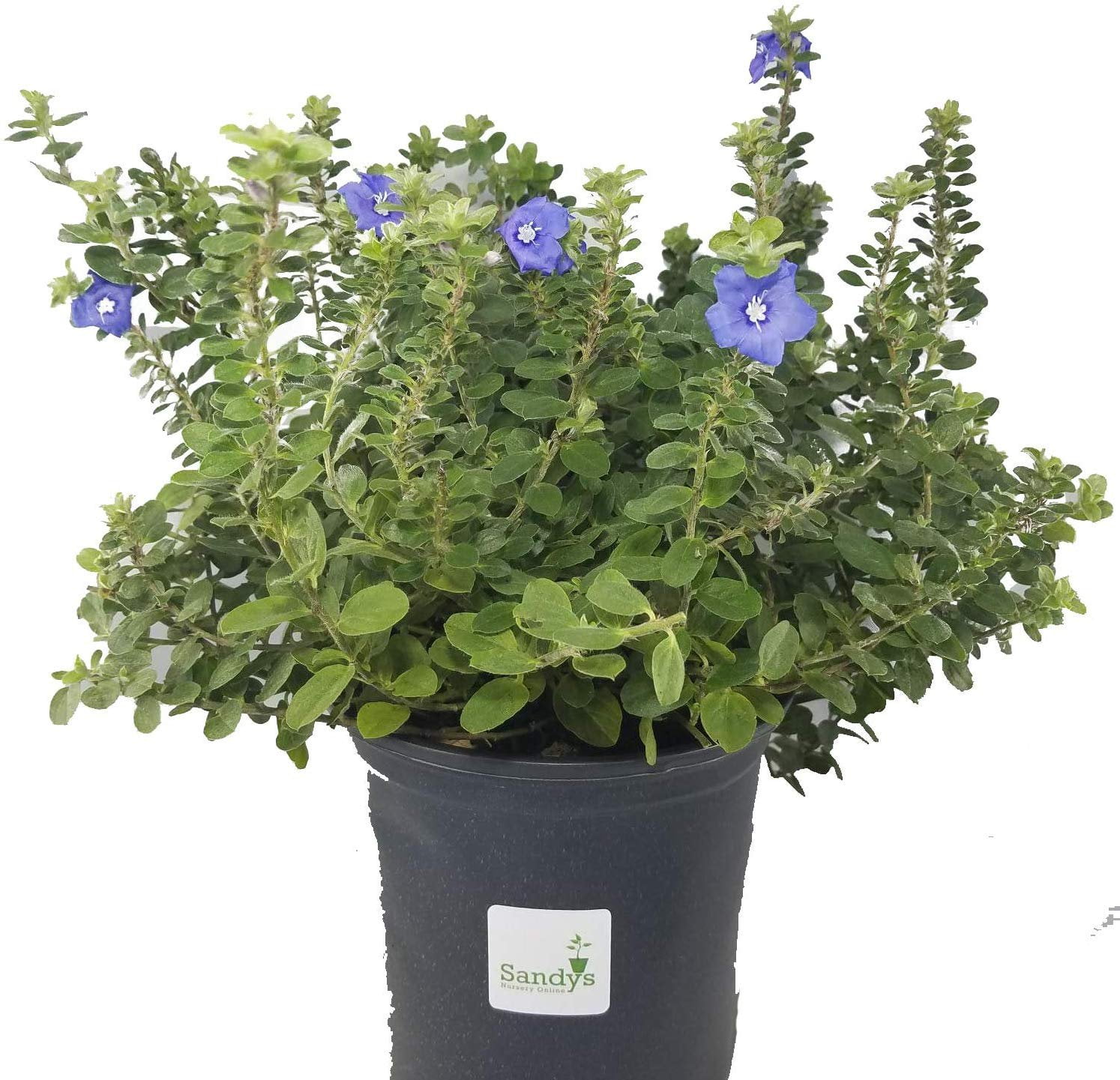 Blue Daze Evolvulus Glomeratus Gallon Pot - Walmart.com