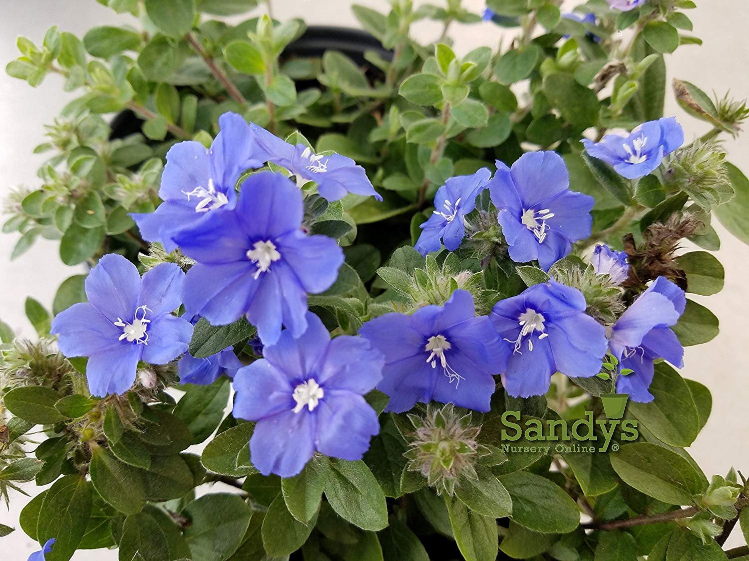 Blue Daze Evolvulus glomeratus Live Starter Plant, Lot of 2, Free ...