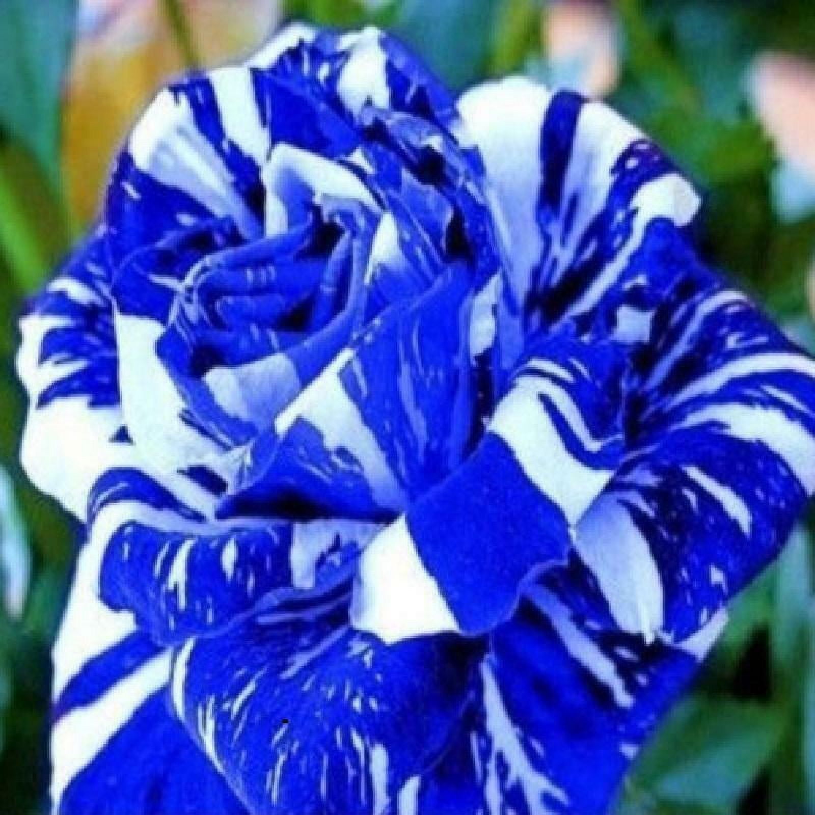 Blue Dragon Rose Seeds 20 SEEDS - Walmart.com