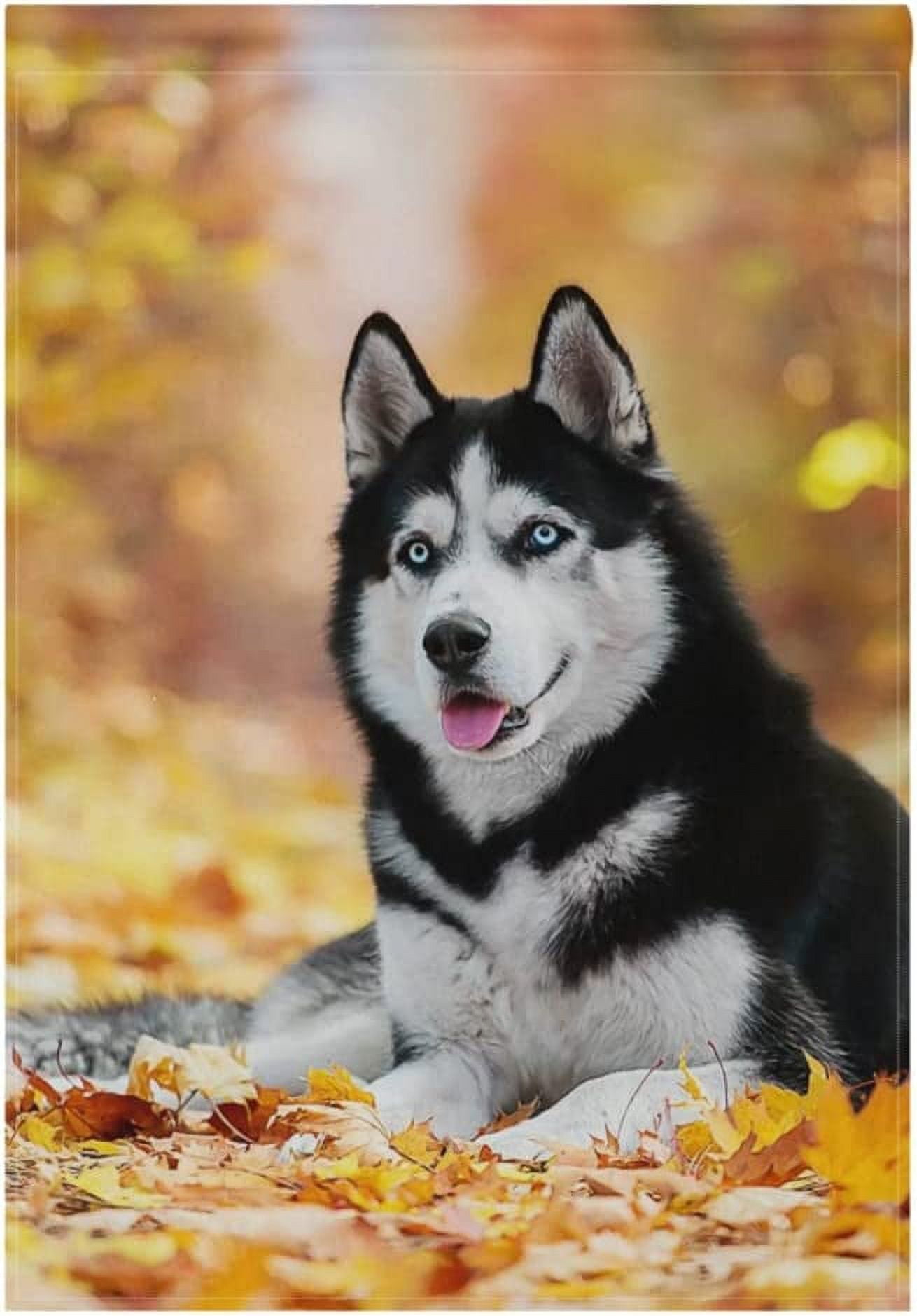 Blue Eyed Siberian Husky Garden Flag Banner 28 X 40 inch Decorative ...