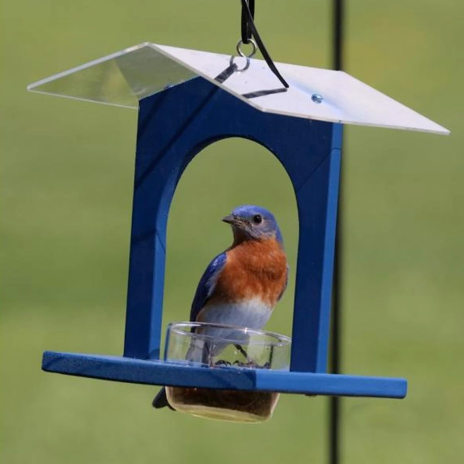 Blue Feeder, Blue Joint, Wild Feeder for Seed or Mealworms with ...