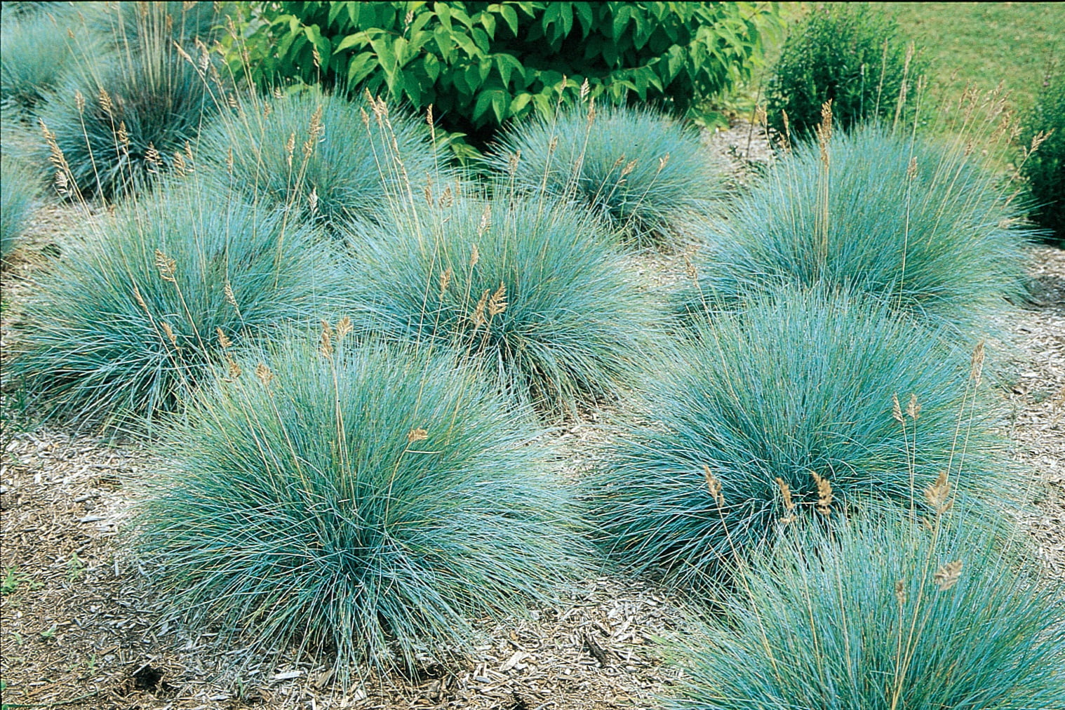 Blue Fescue 'Elijah Blue' Ornamental Grass - Perennial Full Sun Outdoor ...