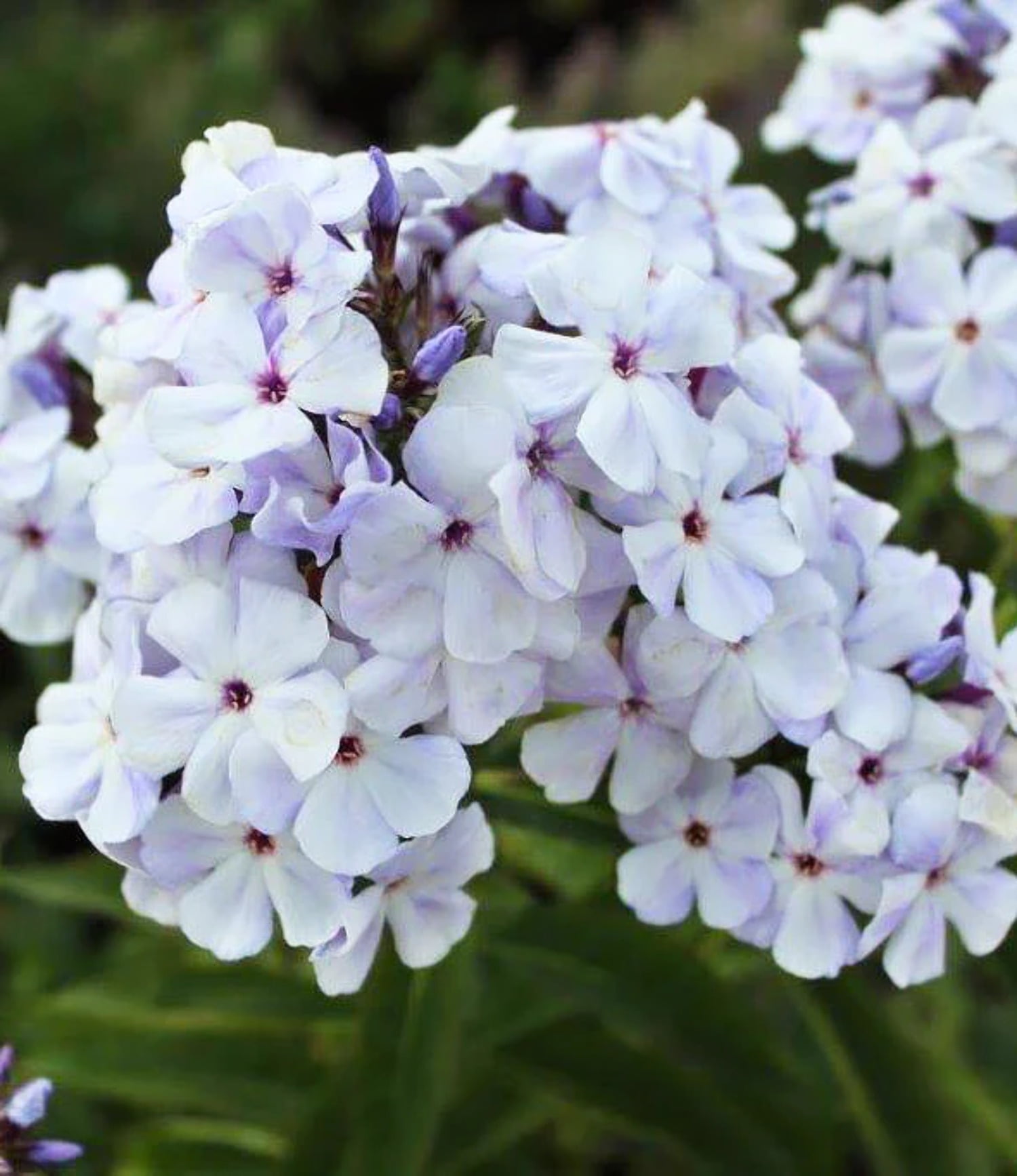Blue Flame Compact Phlox - 3 root divisions - Walmart.com