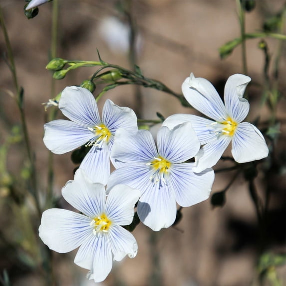 Blue Flax Flower Seeds - 1 Oz - Perennial Wildflower Garden Seeds ...