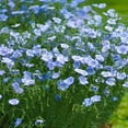 Blue Flax Seeds for Planting - Blue Wildflower (1,000 Seeds) - Walmart.com