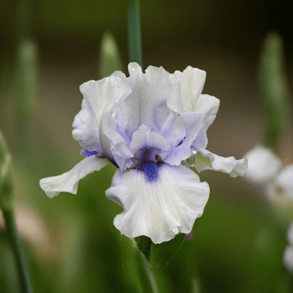 'Blue Flirt' Bearded Iris - Walmart.com