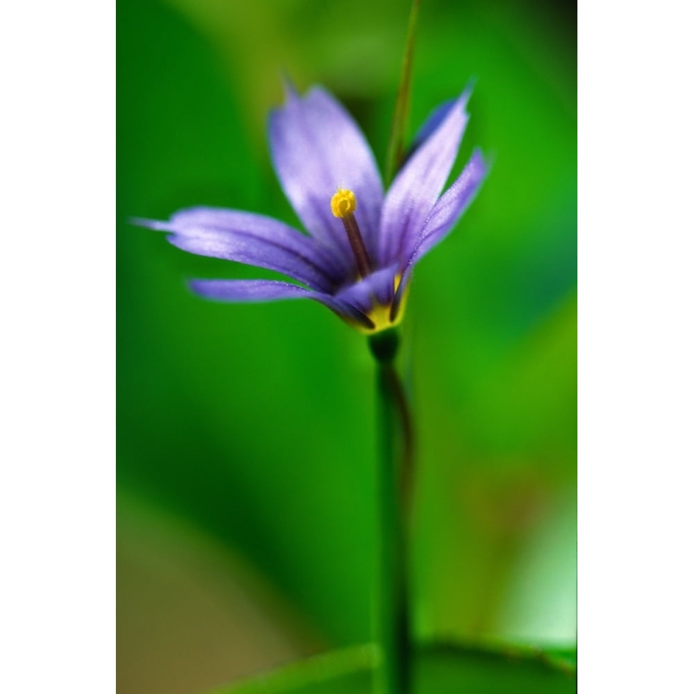 Blue Flower Poster Print (12 x 18) - Walmart.com