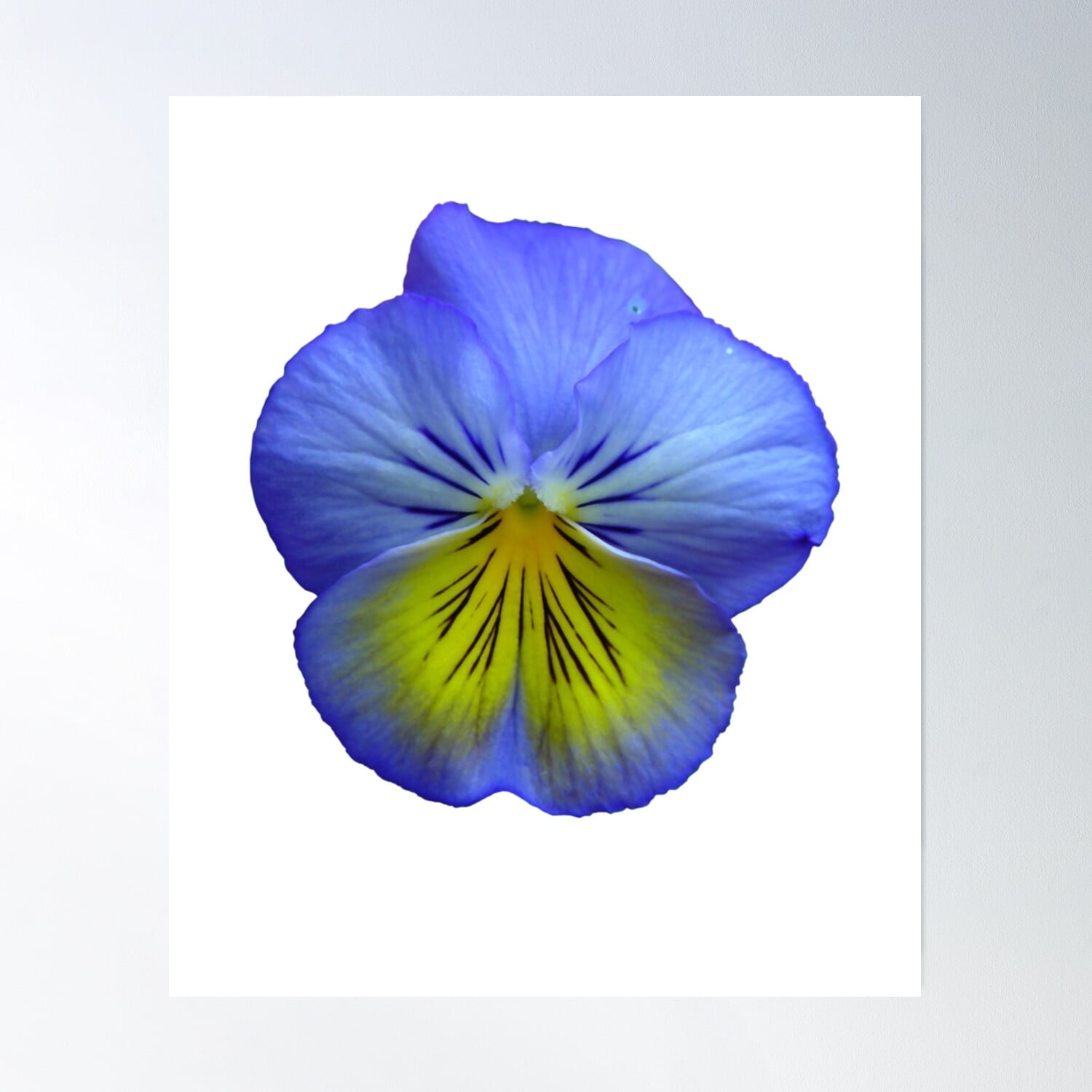 Blue Flower Poster Wall Art, Modern Wall Decor, 16x24 UNFRAMED ...