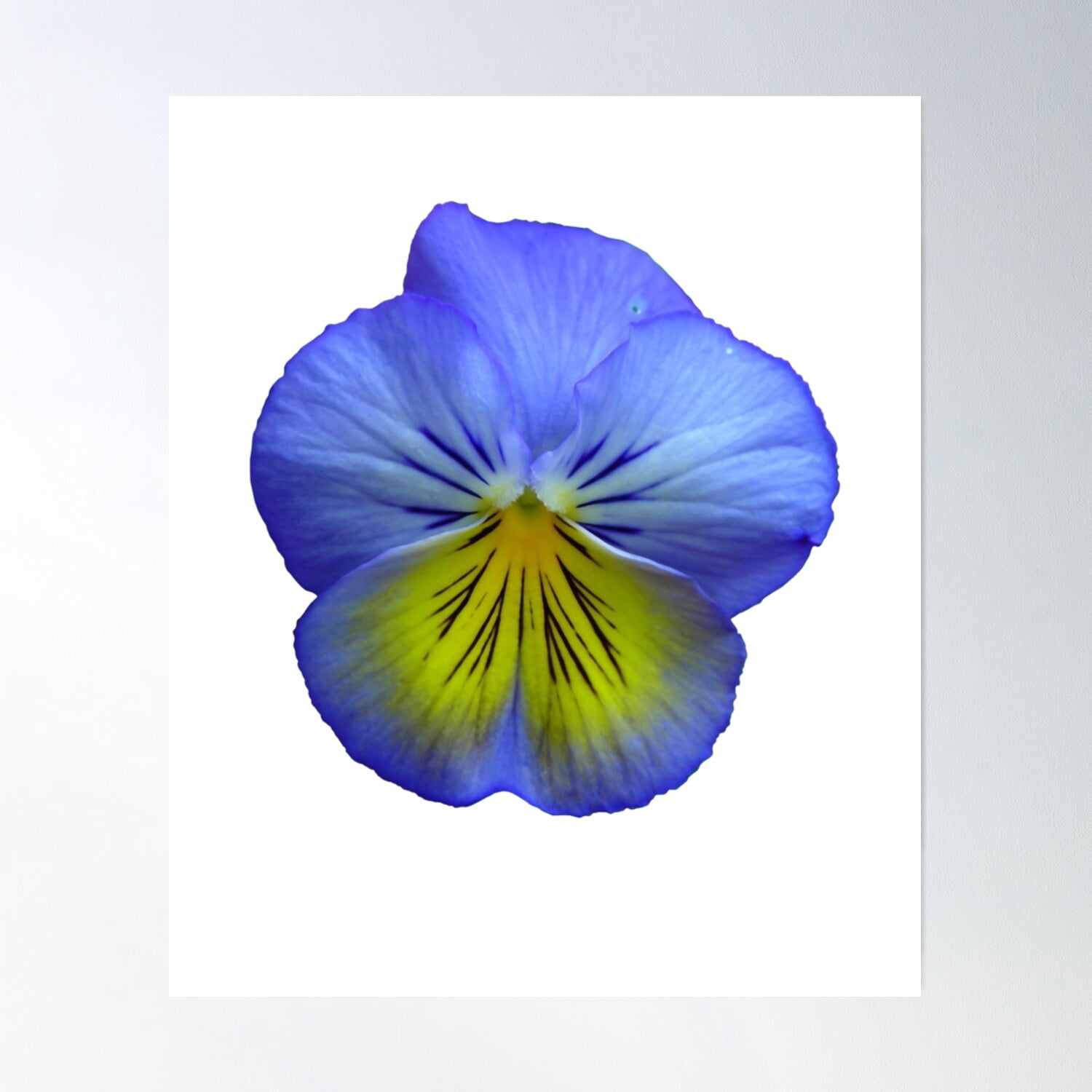 Blue Flower Poster Wall Art, Modern Wall Decor, 8x12 UNFRAMED - Walmart.com