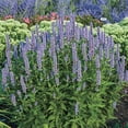 Breck's Blue Fortune Hummingbird Mint, Fragrant Perennial Starter Plant ...