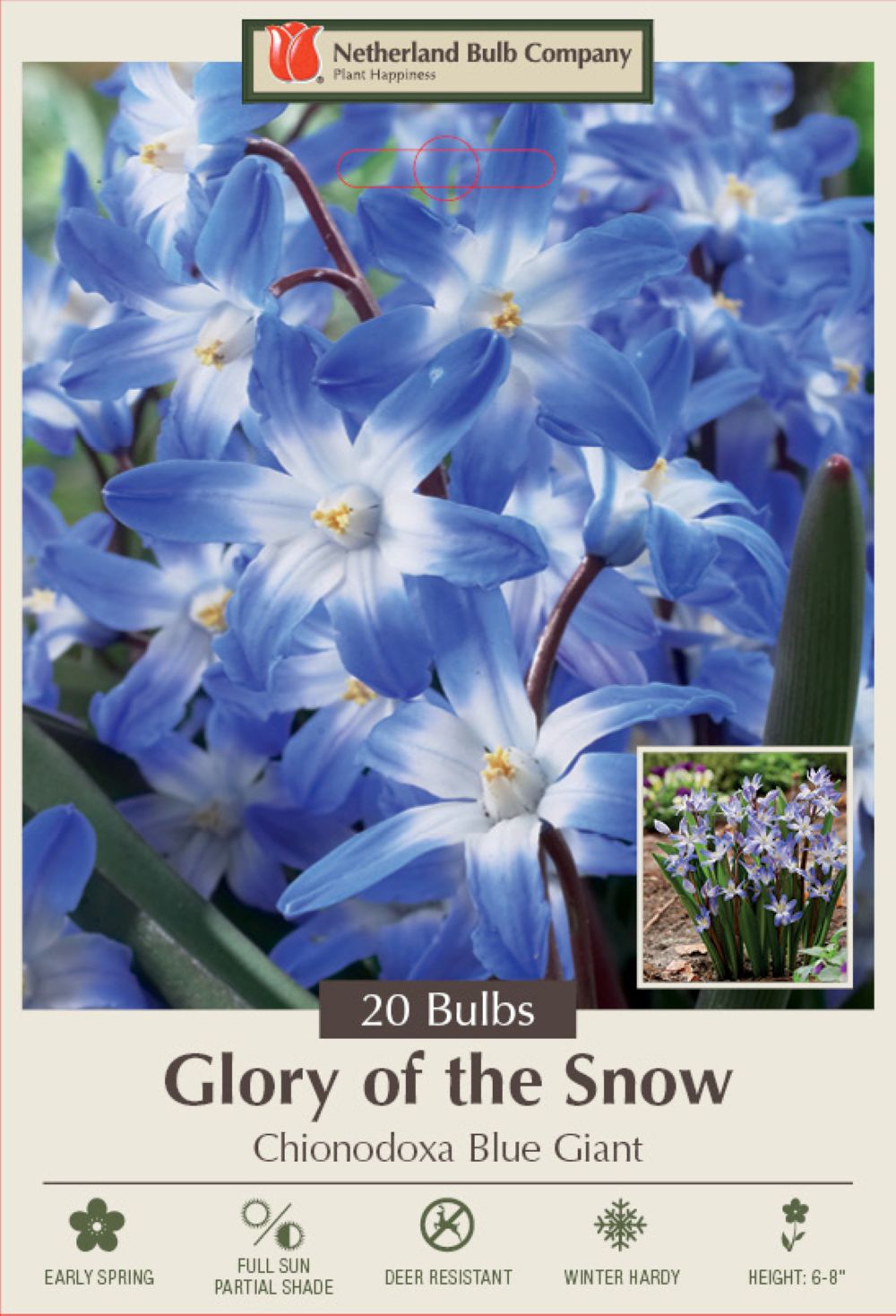 Blue Giant Glory of the Snow - Chionodoxa forbesii - 5/+ cm Bulbs -20 ...